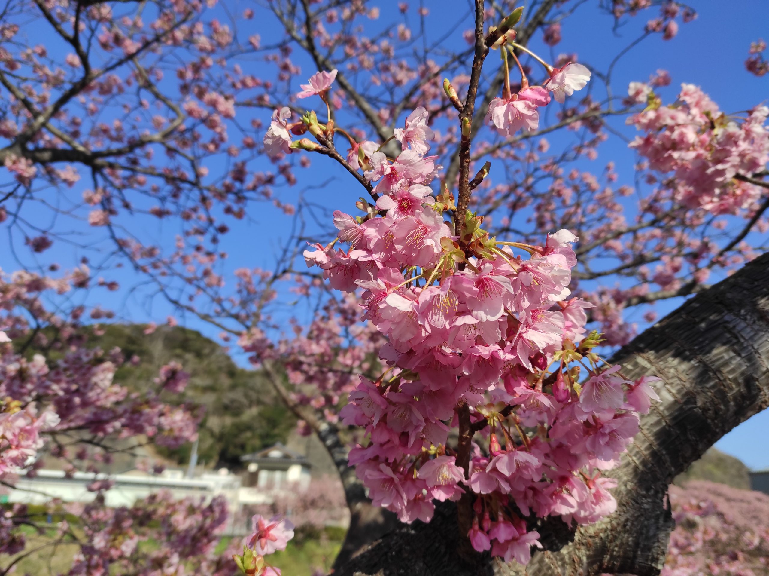 Sakura auf Izu – Mein Leben in Japan
