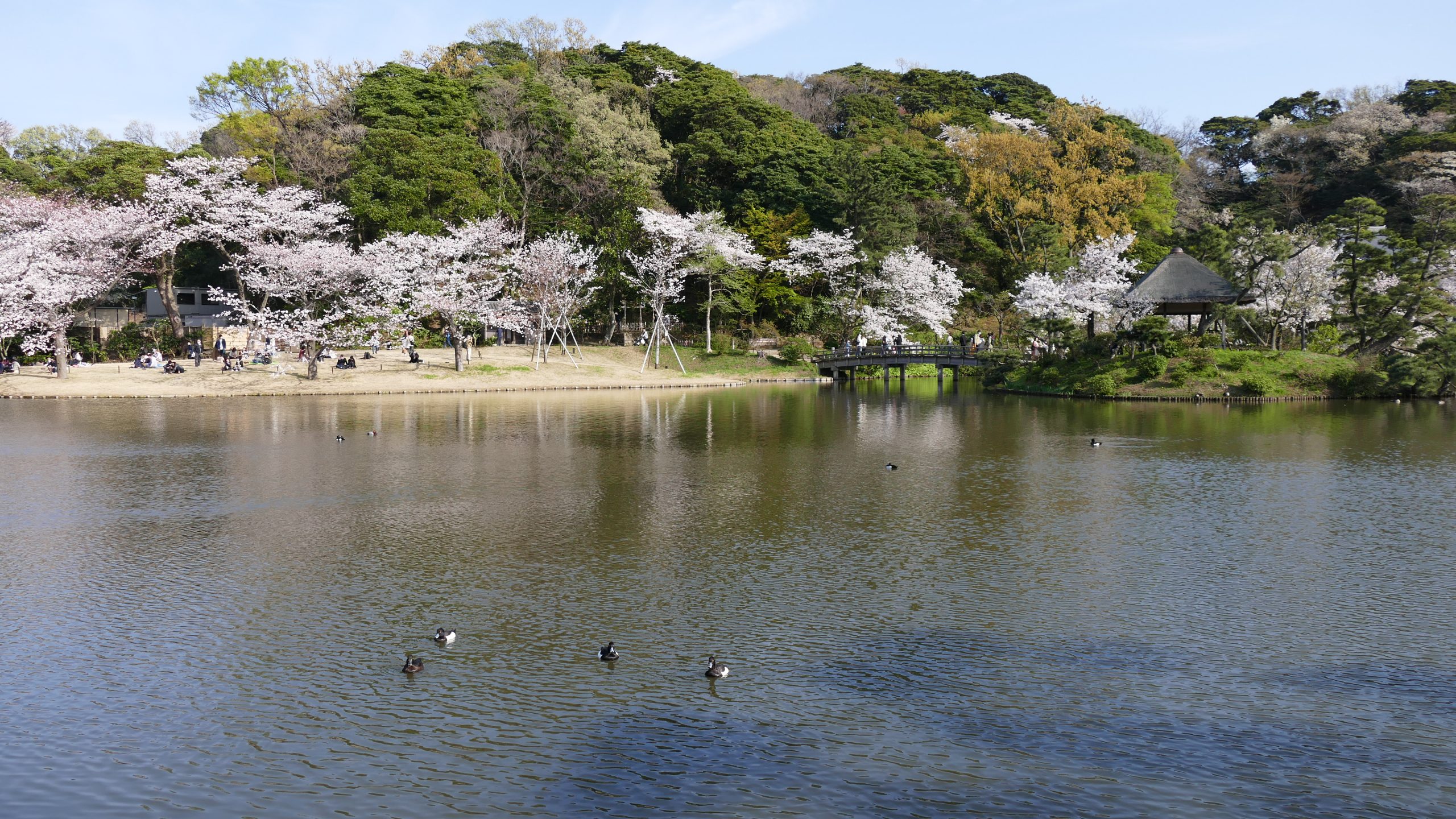 Sakura in voller Blüte – Mein Leben in Japan