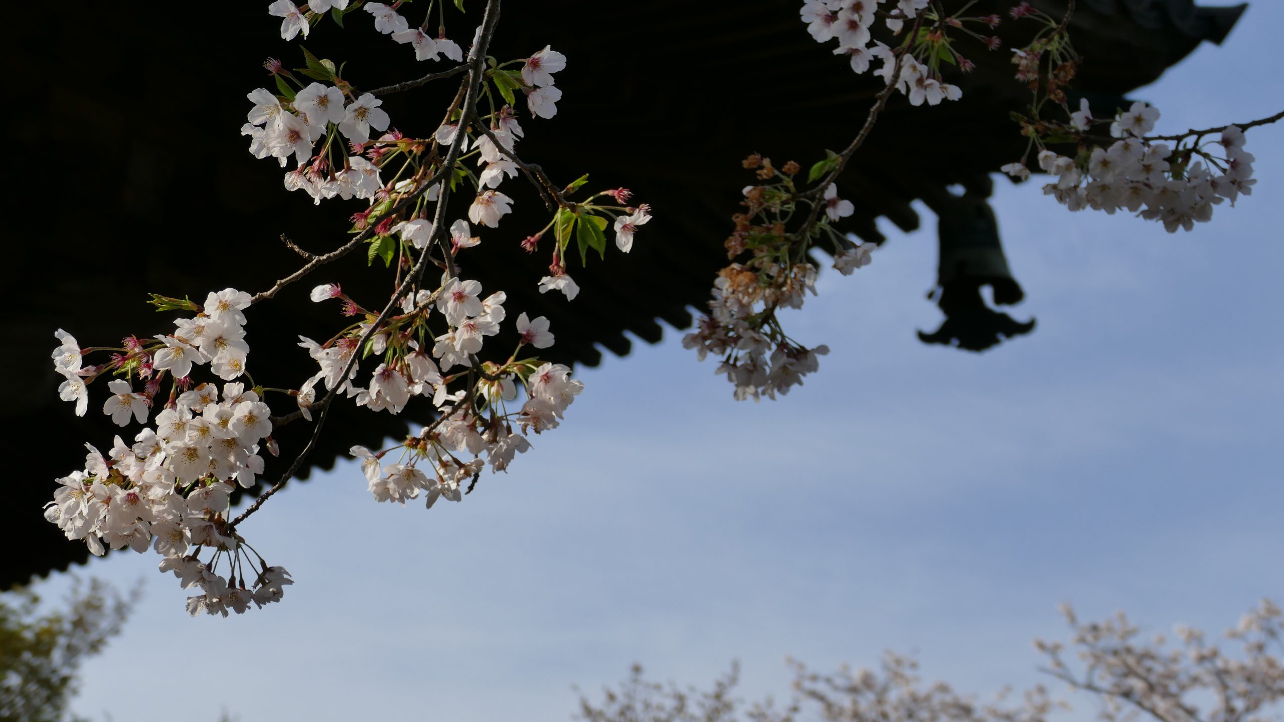 Sakura in voller Blüte – Mein Leben in Japan