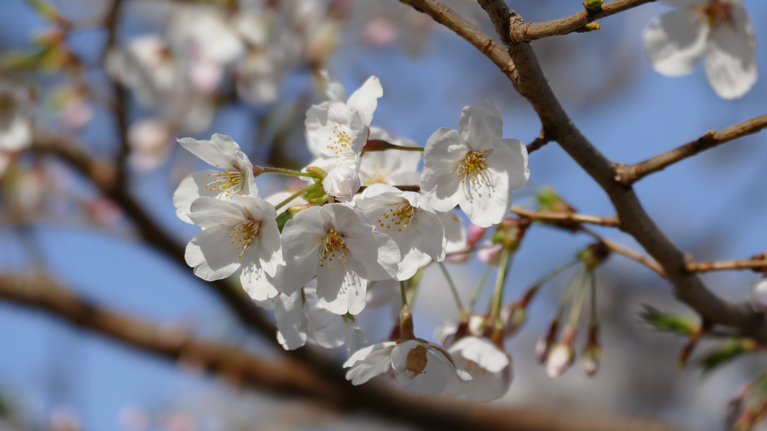 Sakura in voller Blüte – Mein Leben in Japan