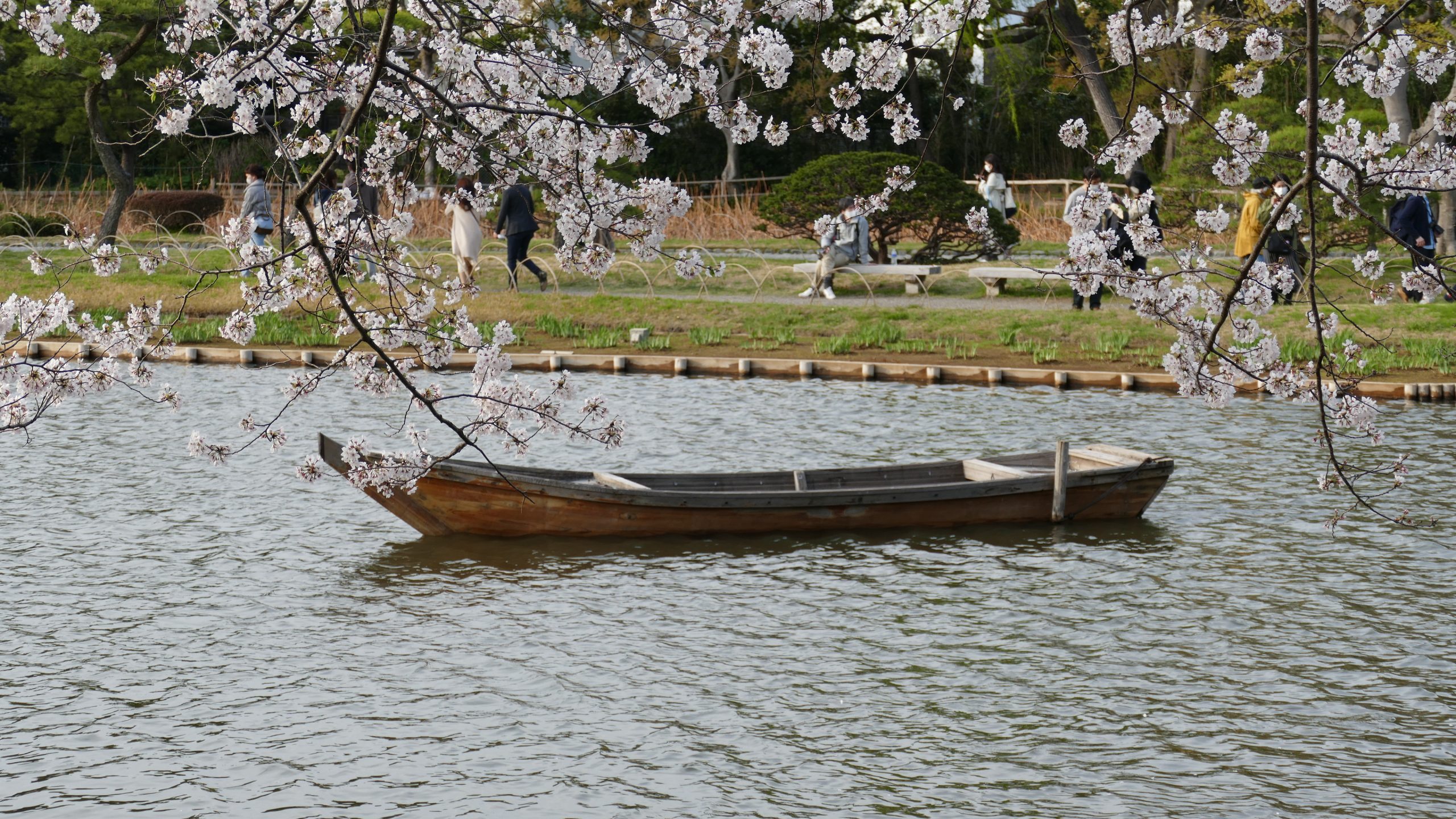 Sakura in voller Blüte – Mein Leben in Japan